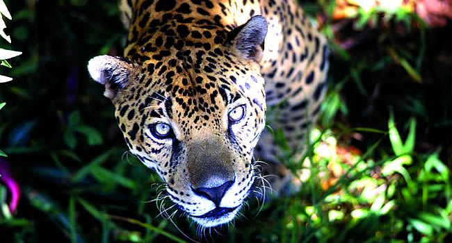 TERRITORIO INDÍGENA PARQUE NACIONAL ISIBORO SÉCURE. COCHABAMBA, Bolivia ...